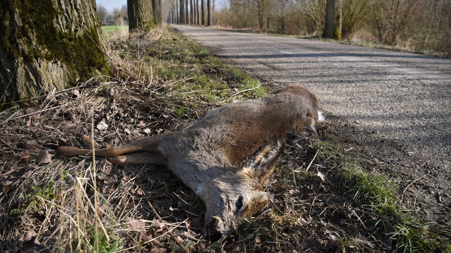Let op de dieren, aub... - EKN